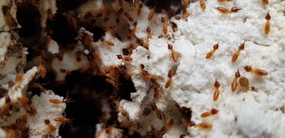 Baiting on Active Termites Inside Your Home