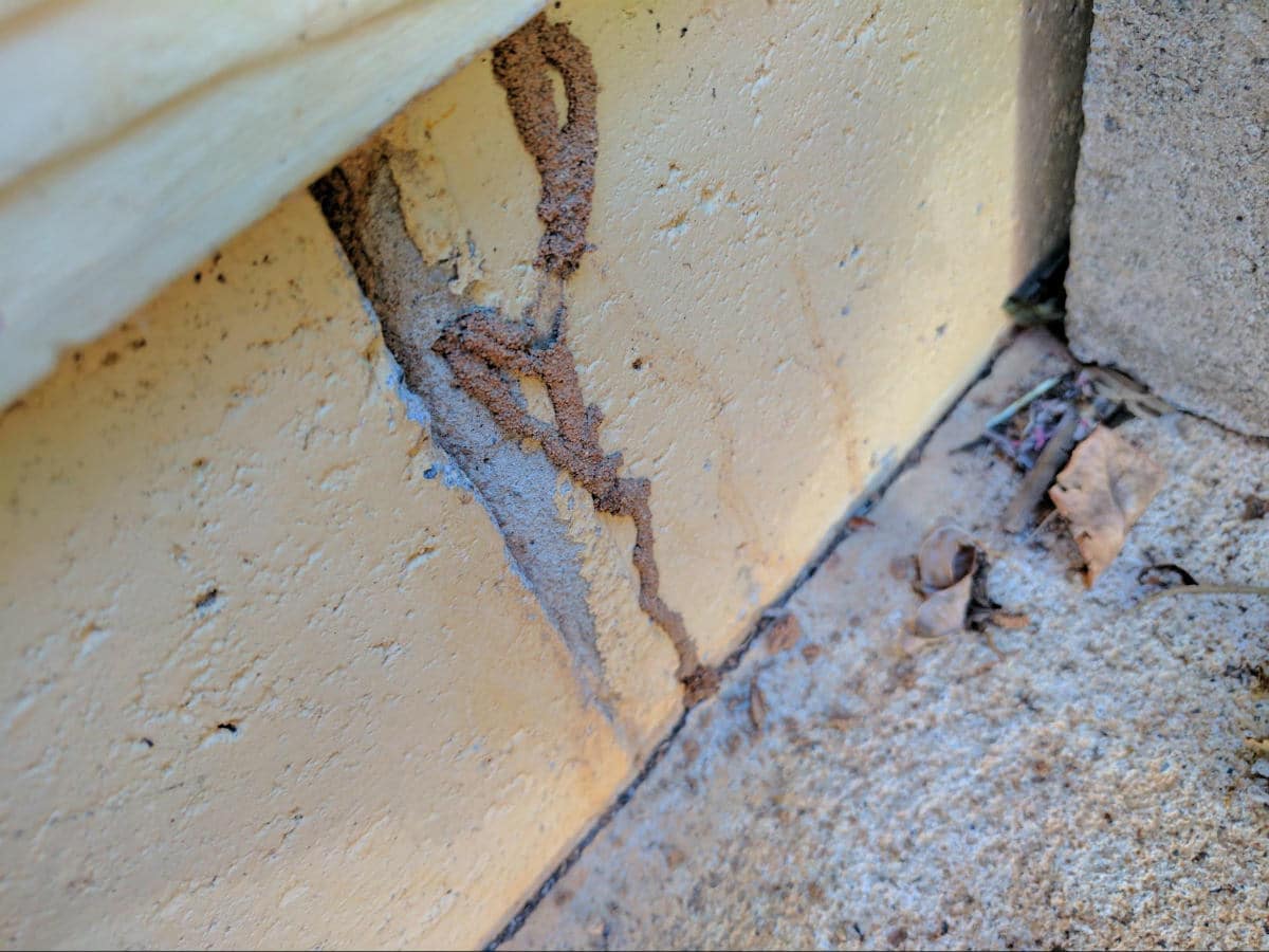 5 Signs of Termites You Need to Know