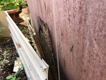 DIY Termites - Termigold