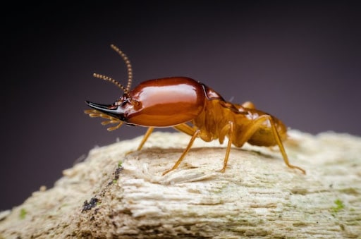 The 3 Most Destructive Termite Species in Australia
