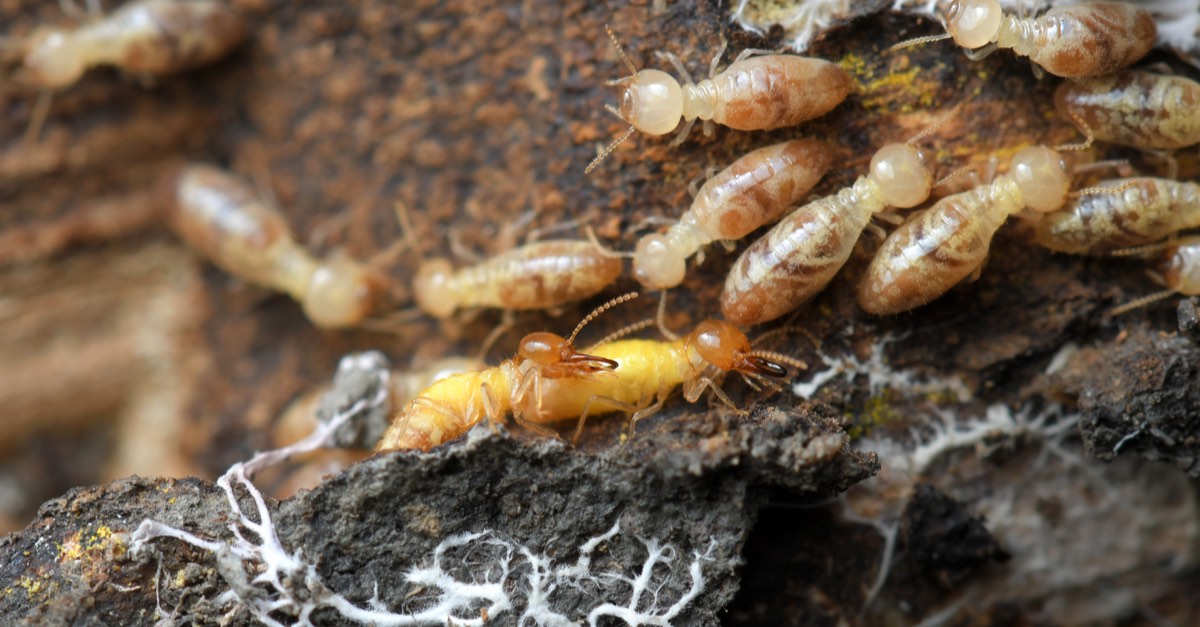 4 Foolproof Termite Protection Methods