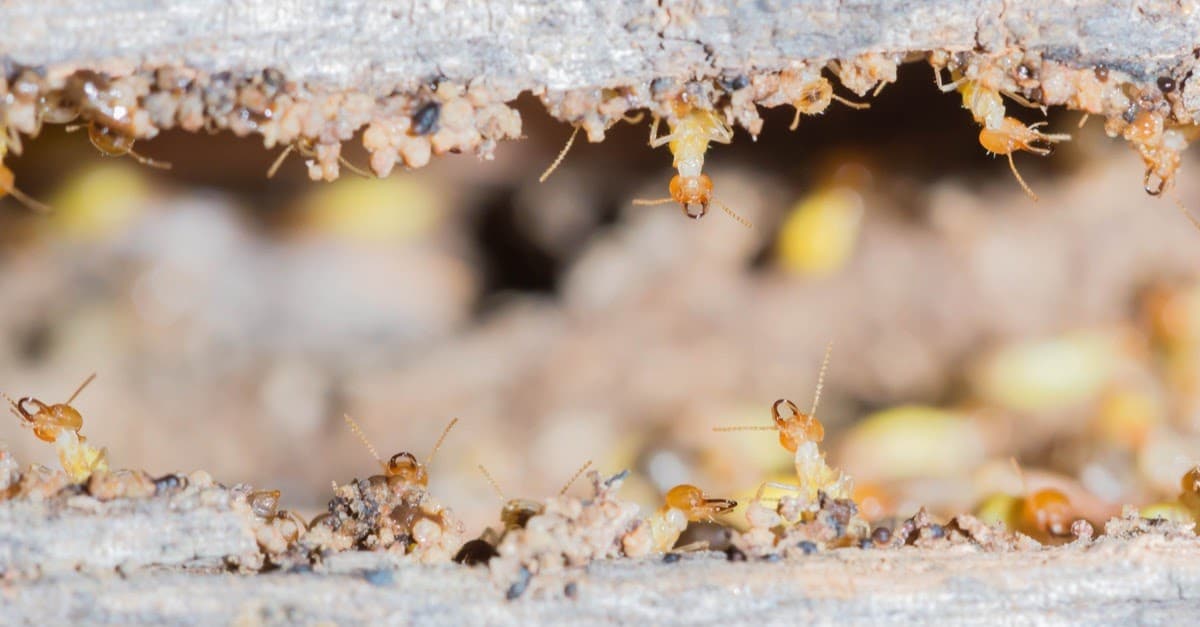 Home Termite Control: Will it Break the Bank?
