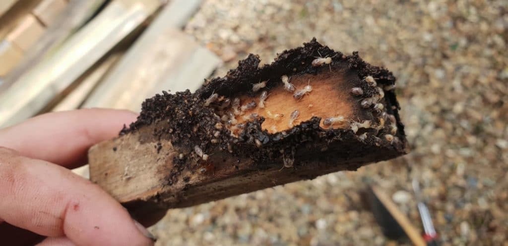 How to Use Your Termite Monitoring System